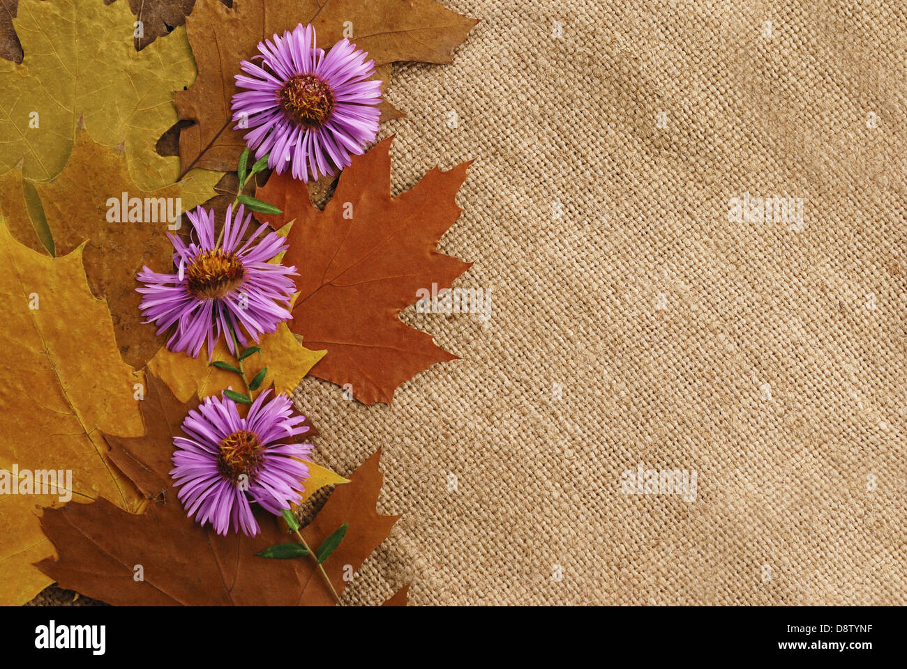 Beautiful frame hi-res stock photography and images - Alamy