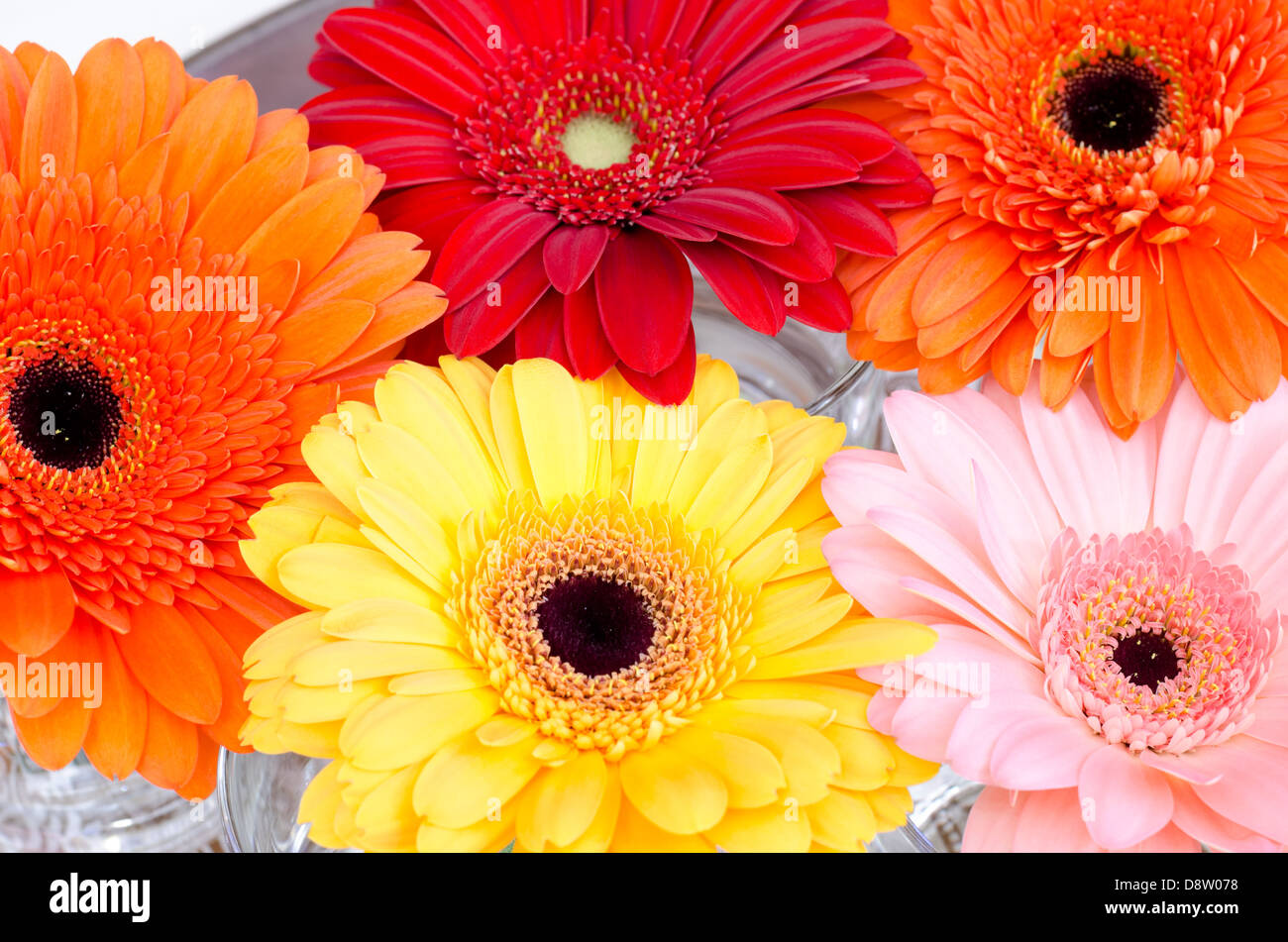 Five daisies hi-res stock photography and images - Alamy