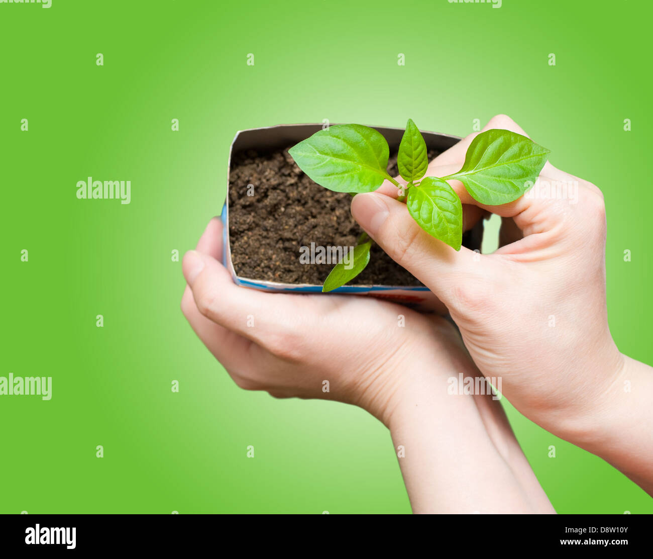 seedling in female hands Stock Photo - Alamy