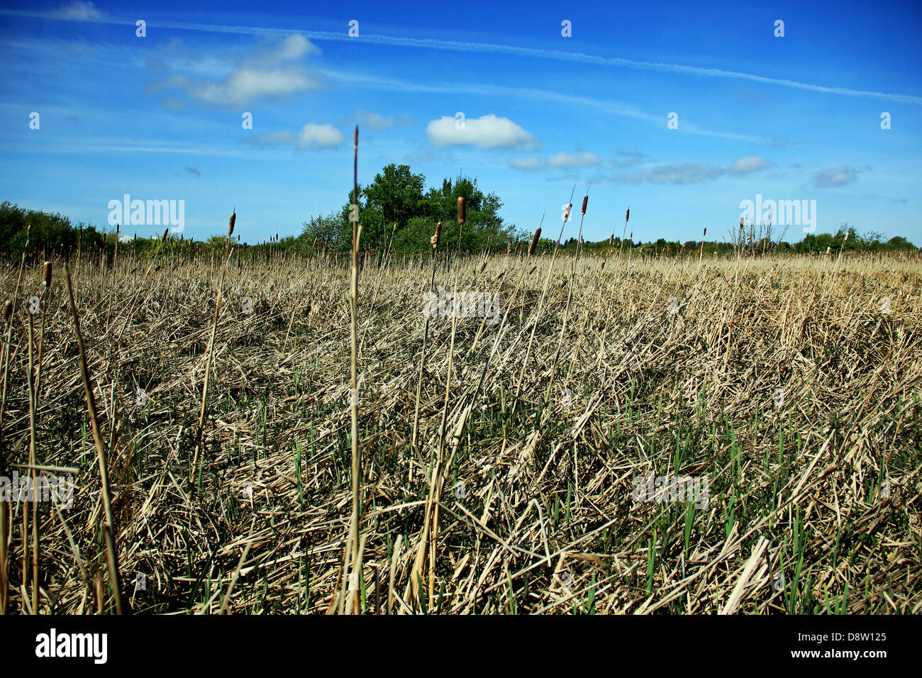 Prairie wheat hi-res stock photography and images - Alamy