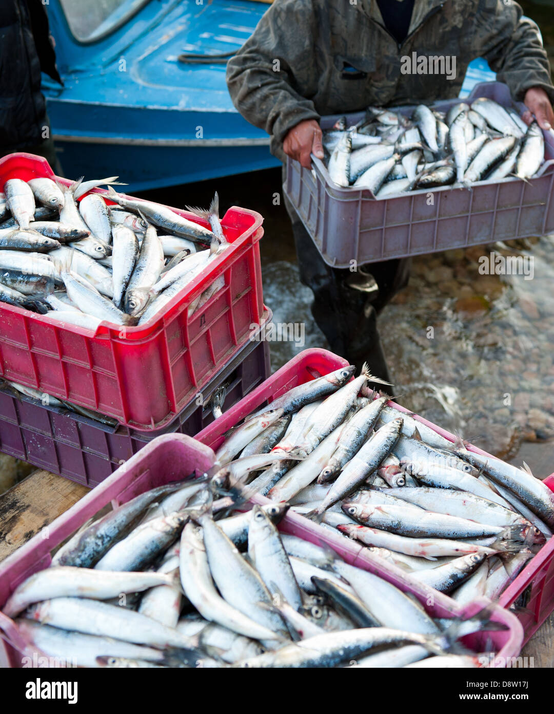 boxes with fish Stock Photo - Alamy