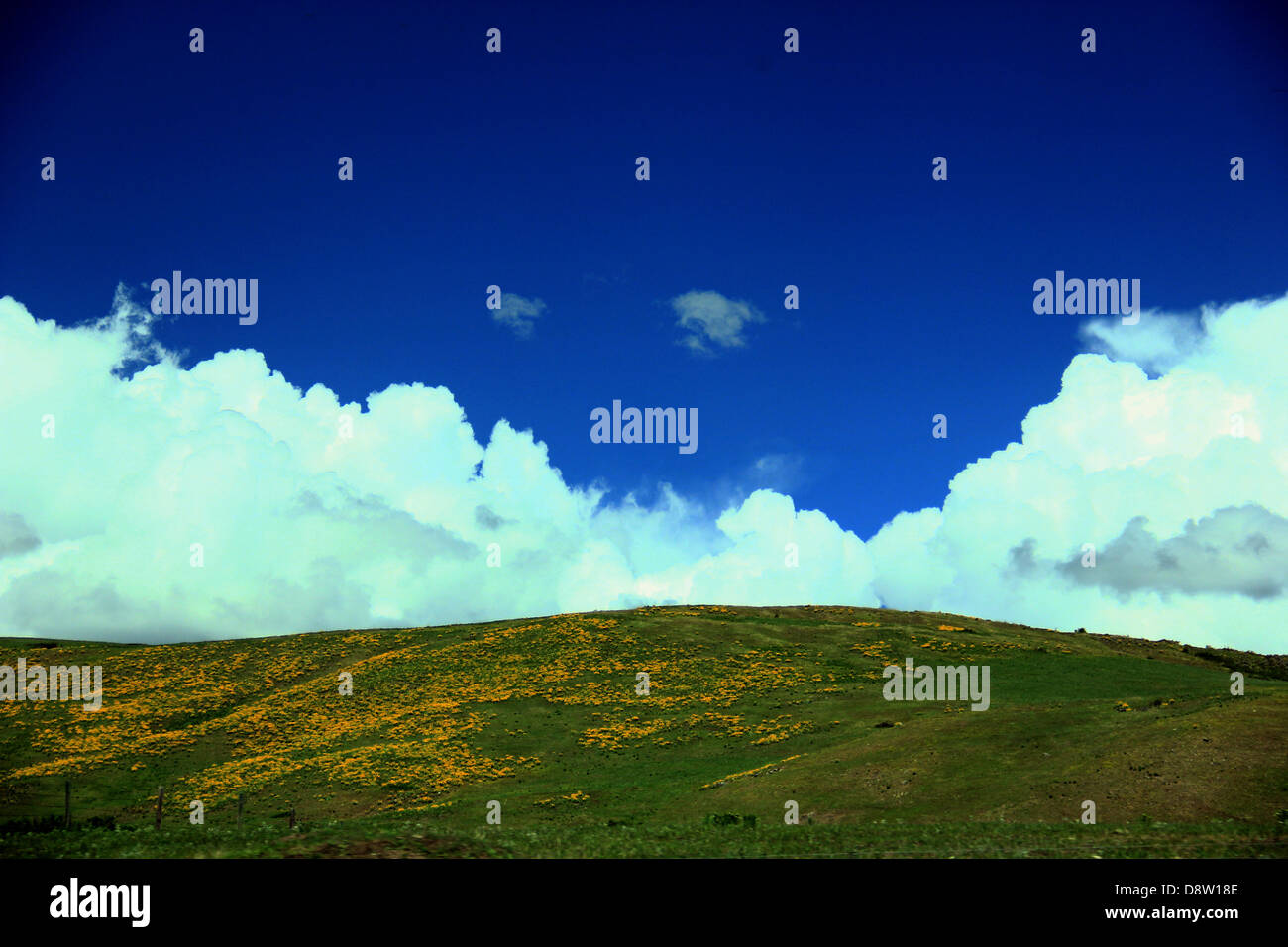 Field yellow flowers hi-res stock photography and images - Alamy