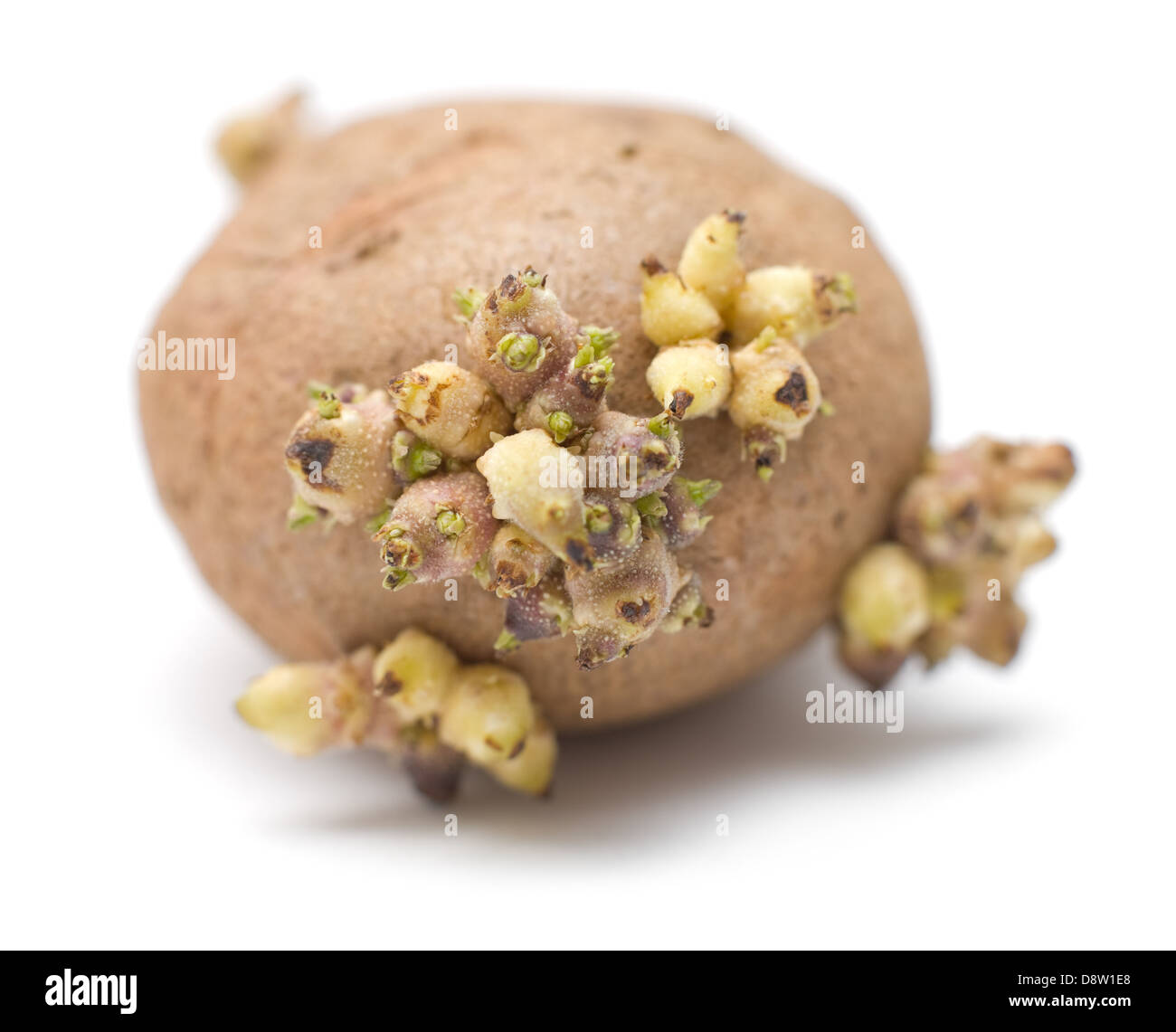 Potato shoot hi-res stock photography and images - Alamy