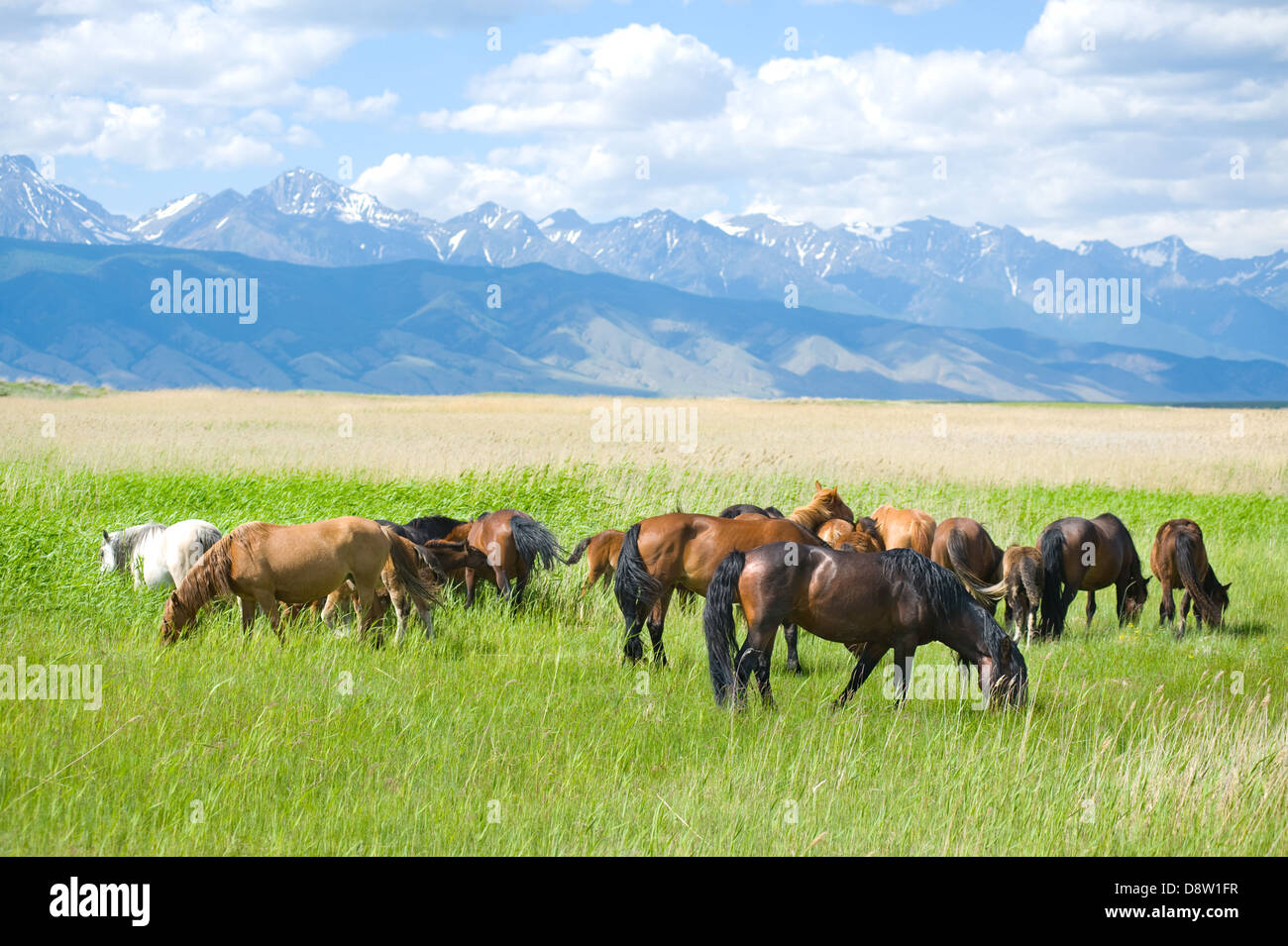 Grazing horses hi-res stock photography and images - Alamy