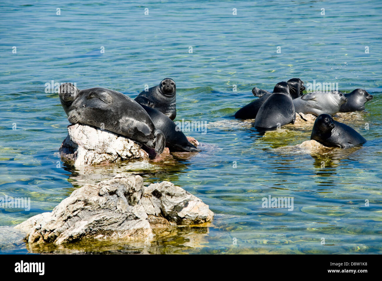 Baikal seals hi-res stock photography and images - Alamy