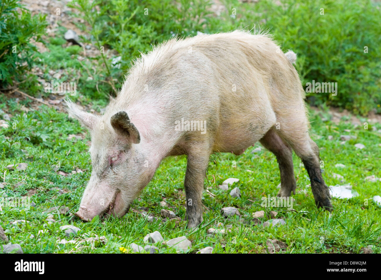 grazing dirty pig Stock Photo - Alamy