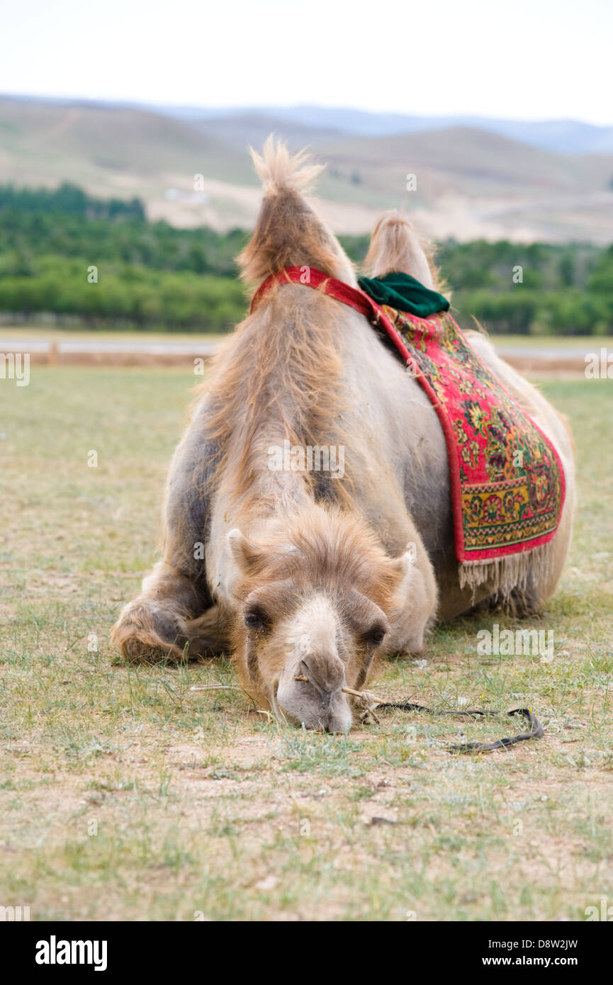 Camel nose hi-res stock photography and images - Alamy