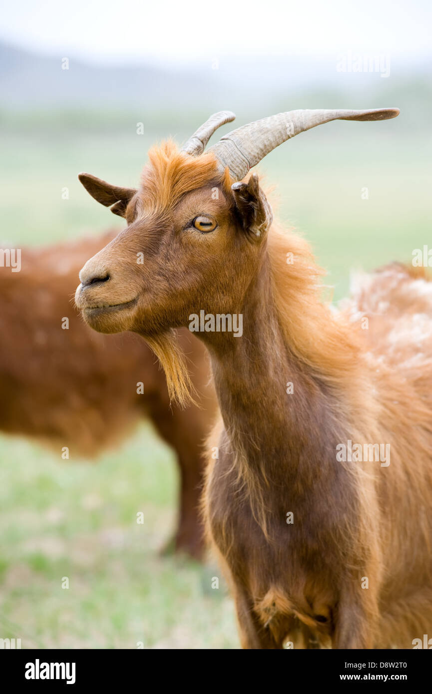 Goat husbandry hi-res stock photography and images - Alamy