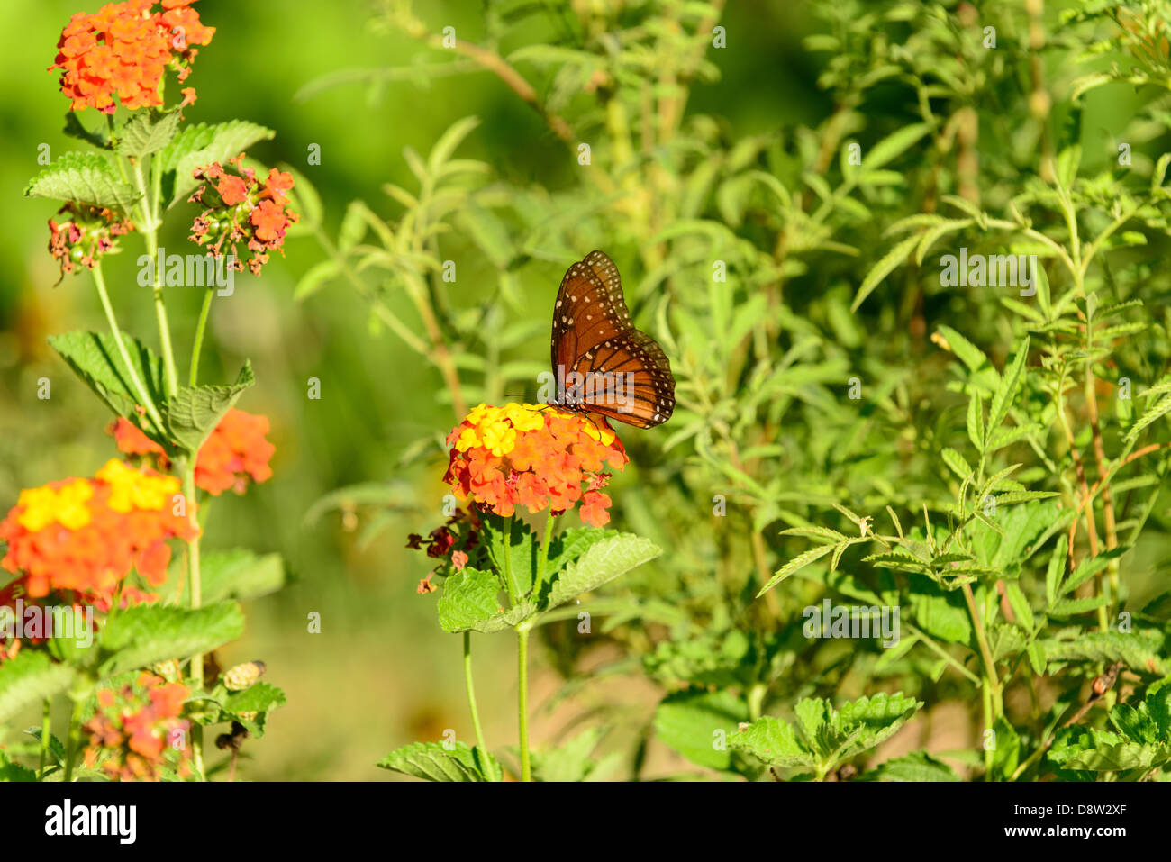 Orange (Queen) butterfly on orange flowers (lantana) in Central Texas ...
