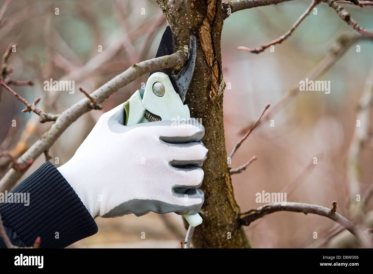 Man trimming tree hi-res stock photography and images - Alamy