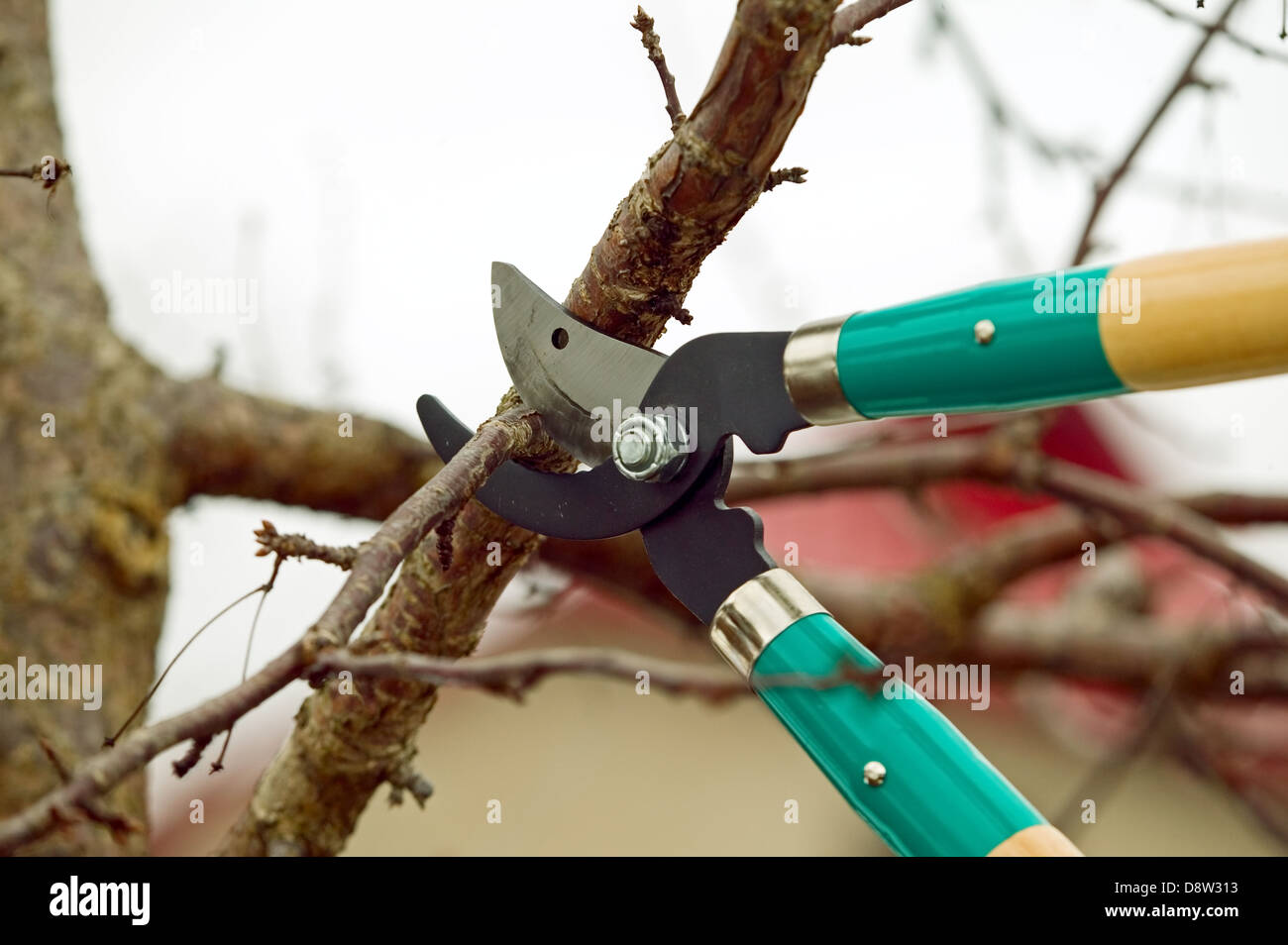Scissors is cutting branches from tree, trimming Stock Photo - Alamy