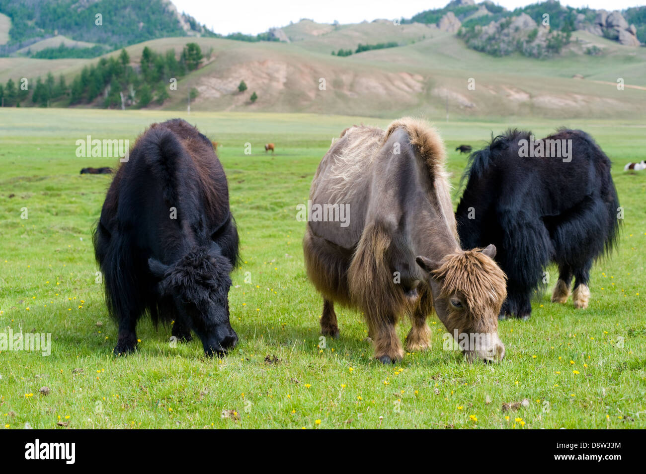 Yaks hi-res stock photography and images - Alamy