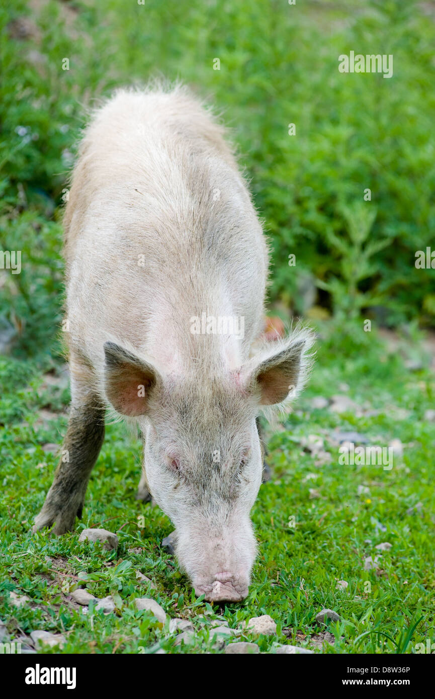 grazing dirty pig Stock Photo - Alamy