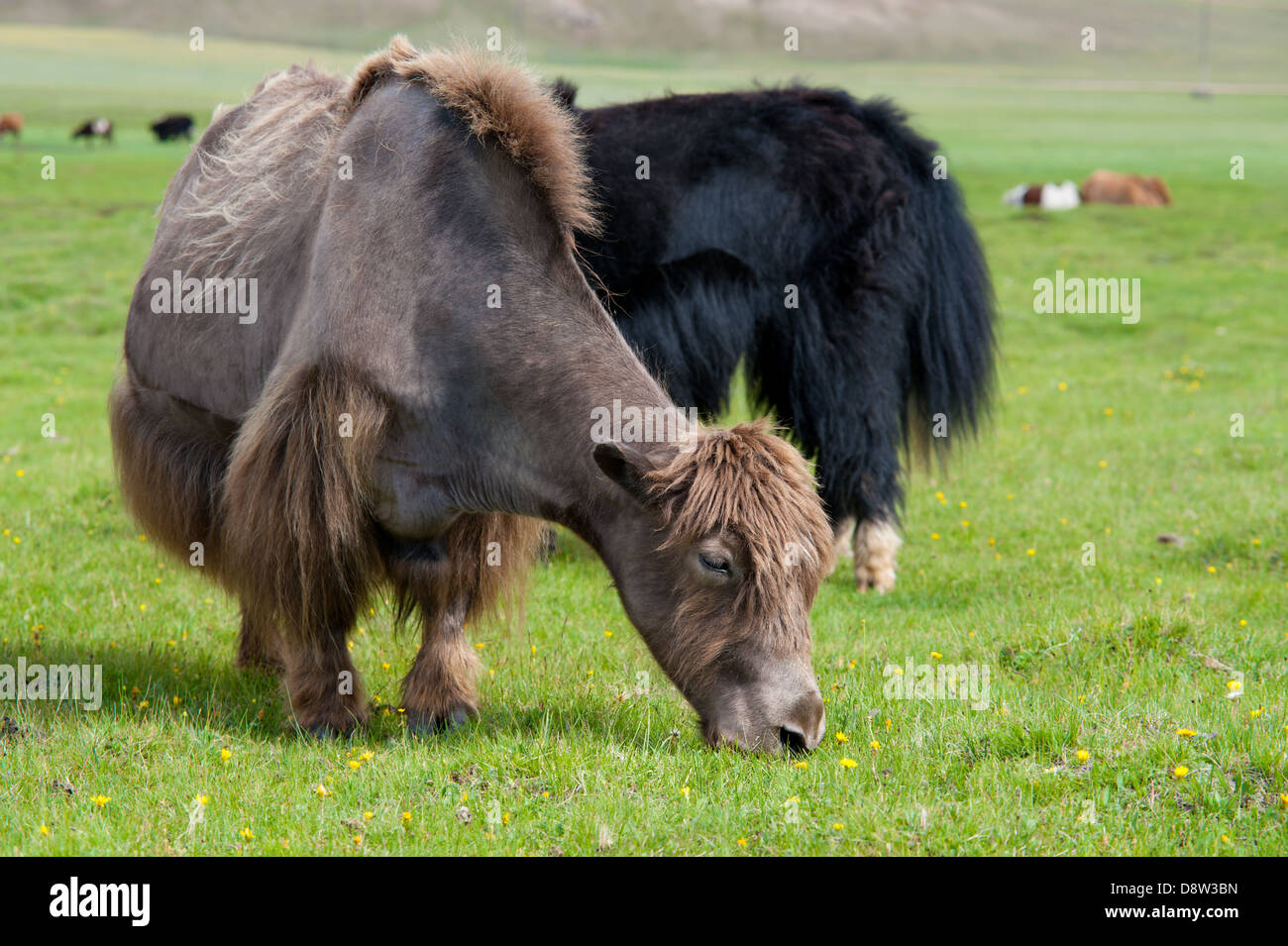 Domestic yaks hi-res stock photography and images - Alamy