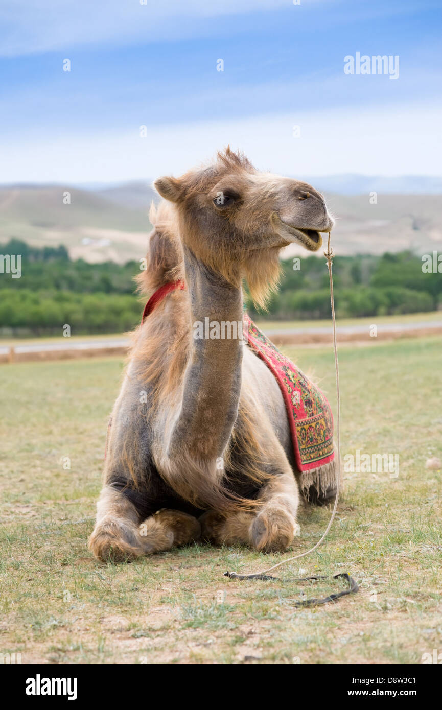 Camel smile hi-res stock photography and images - Alamy