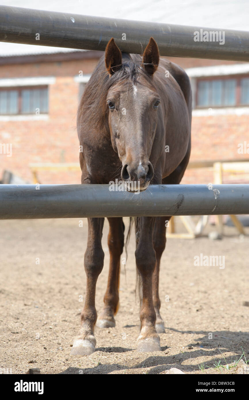 Horse pipe hi-res stock photography and images - Alamy