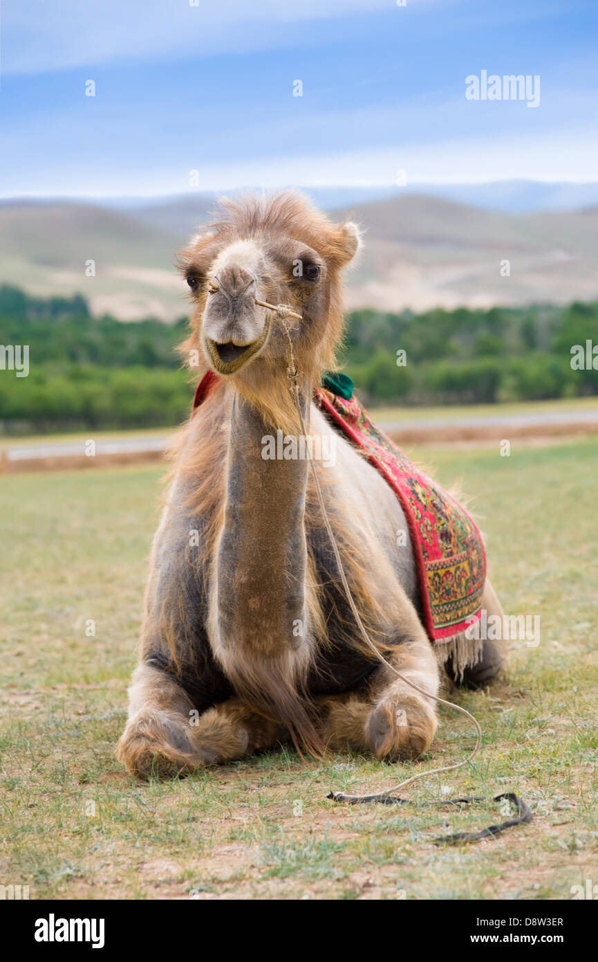 Camel with open mouth hi-res stock photography and images - Alamy