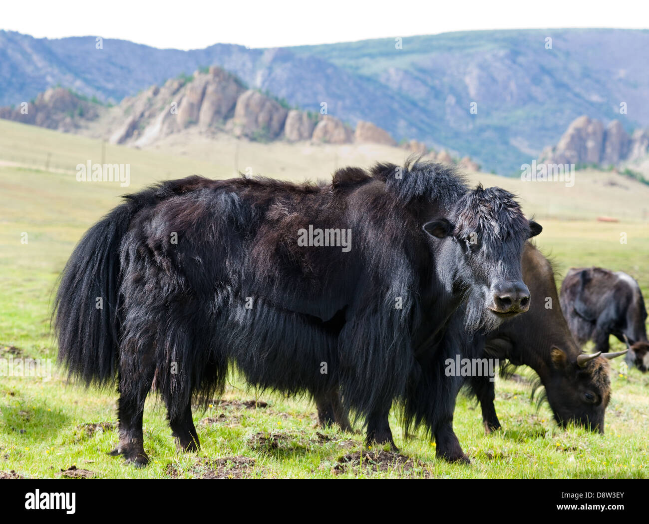 Domestic yaks hi-res stock photography and images - Alamy