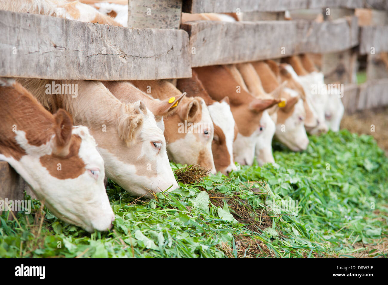 calves eating green rich fodder Stock Photo - Alamy
