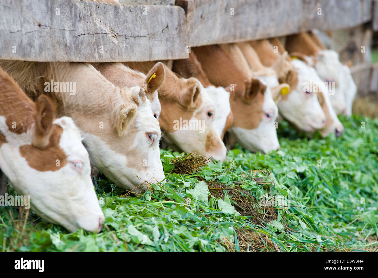 calves eating green rich fodder Stock Photo - Alamy