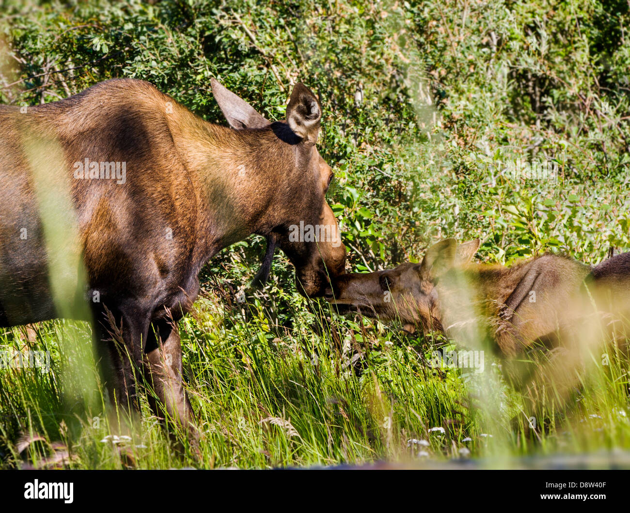 Female Moose and two calves graze near the remote town of Chitina ...