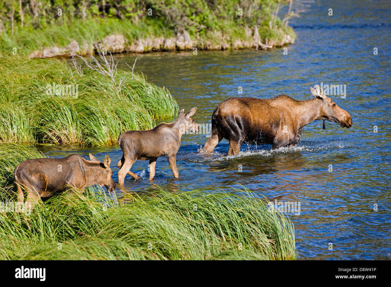 Female Moose and two calves swimming in the Town Lake, Chitina, Alaska ...