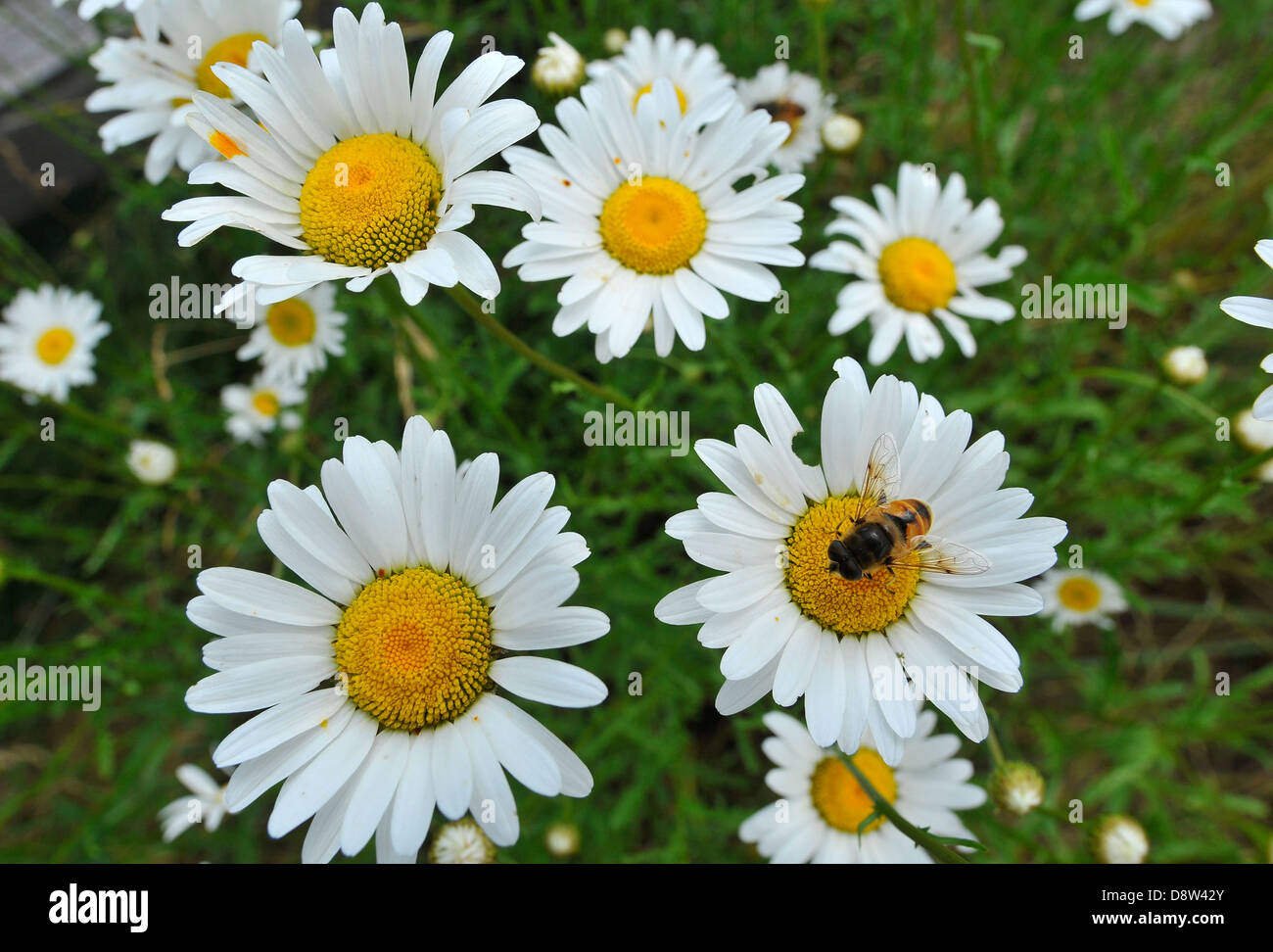 Field of daisies Stock Photo - Alamy