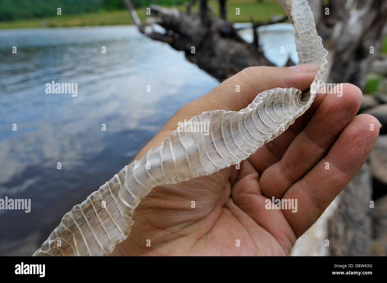 In the beginning of summer the snake changes old skin Stock Photo - Alamy