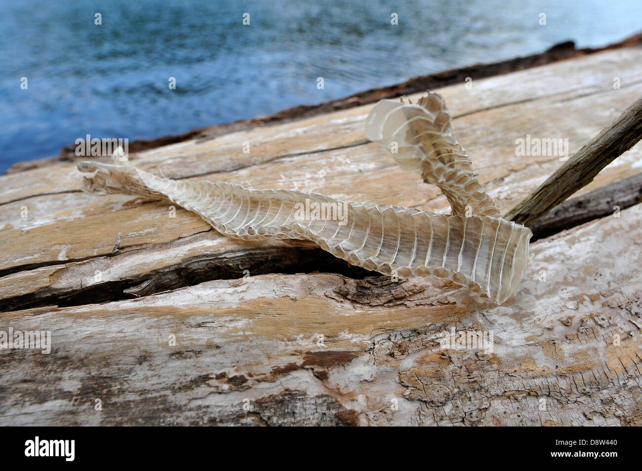 In the beginning of summer the snake changes old skin Stock Photo - Alamy