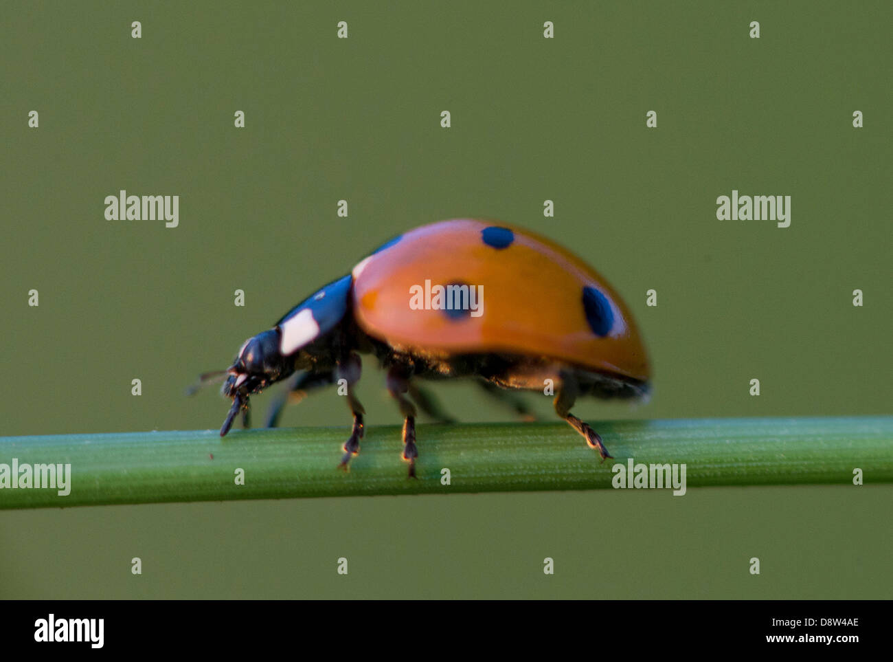 June 4, 2013 - Roseburg, Oregon, U.S - A ladybug beetle climbs on tall ...