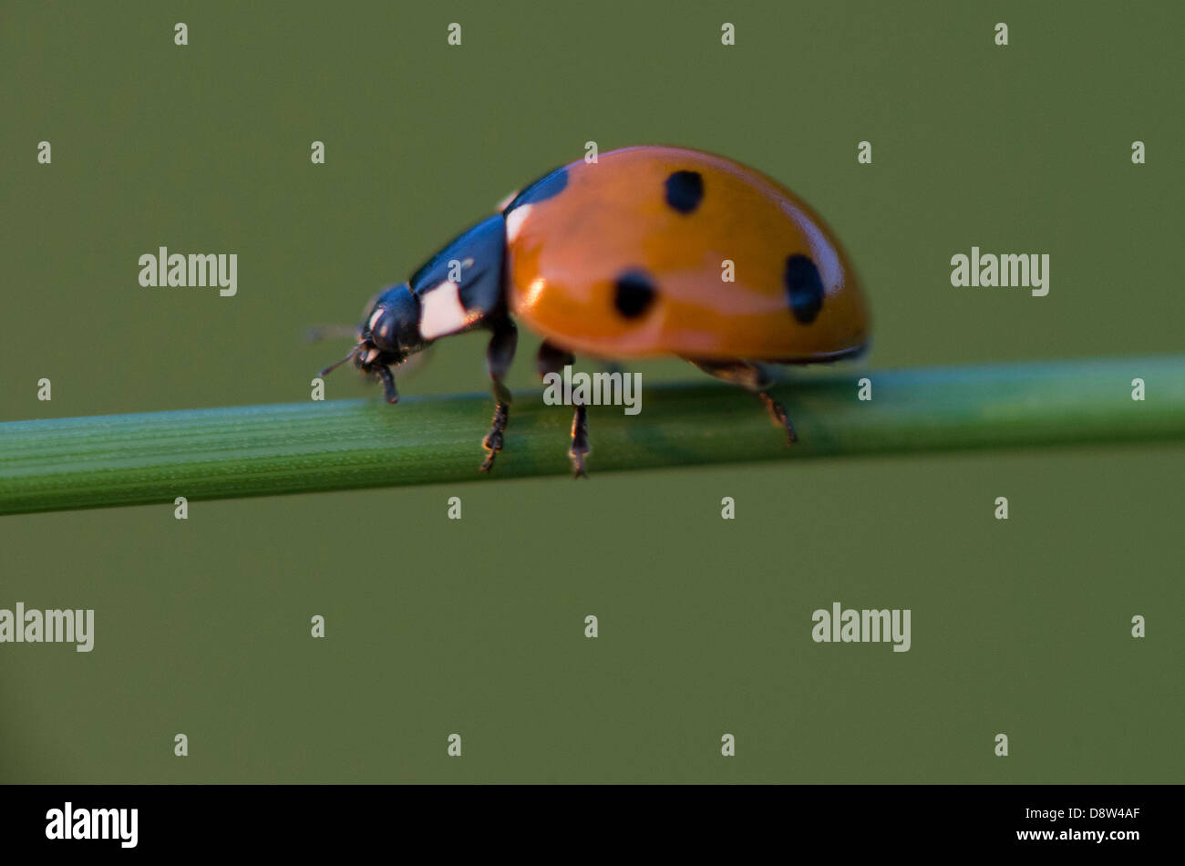 June 4, 2013 - Roseburg, Oregon, U.S - A ladybug beetle climbs on tall ...