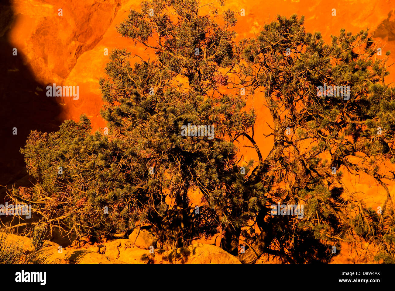 Juniper tree sunset hi-res stock photography and images - Alamy