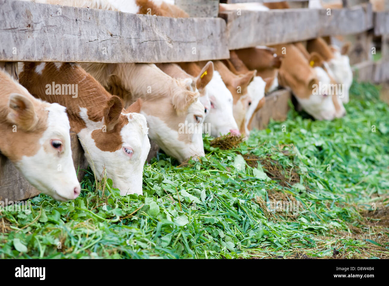 calves eating green rich fodder Stock Photo - Alamy