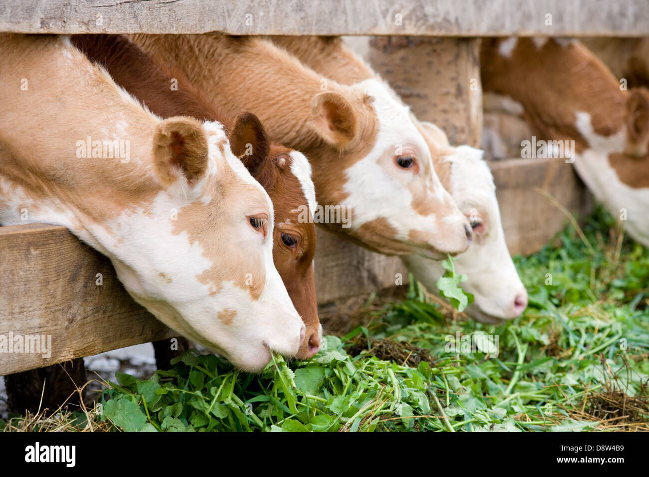 calves eating green rich fodder Stock Photo - Alamy