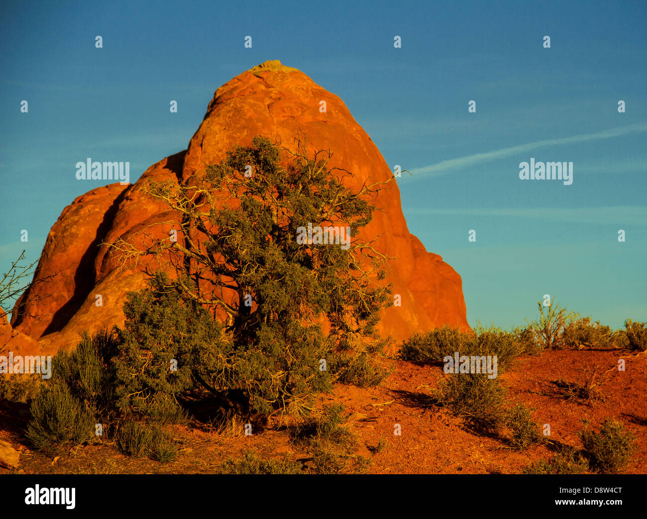 Sunset Arches National Park Utah Southwest USA juniper tree foreground ...