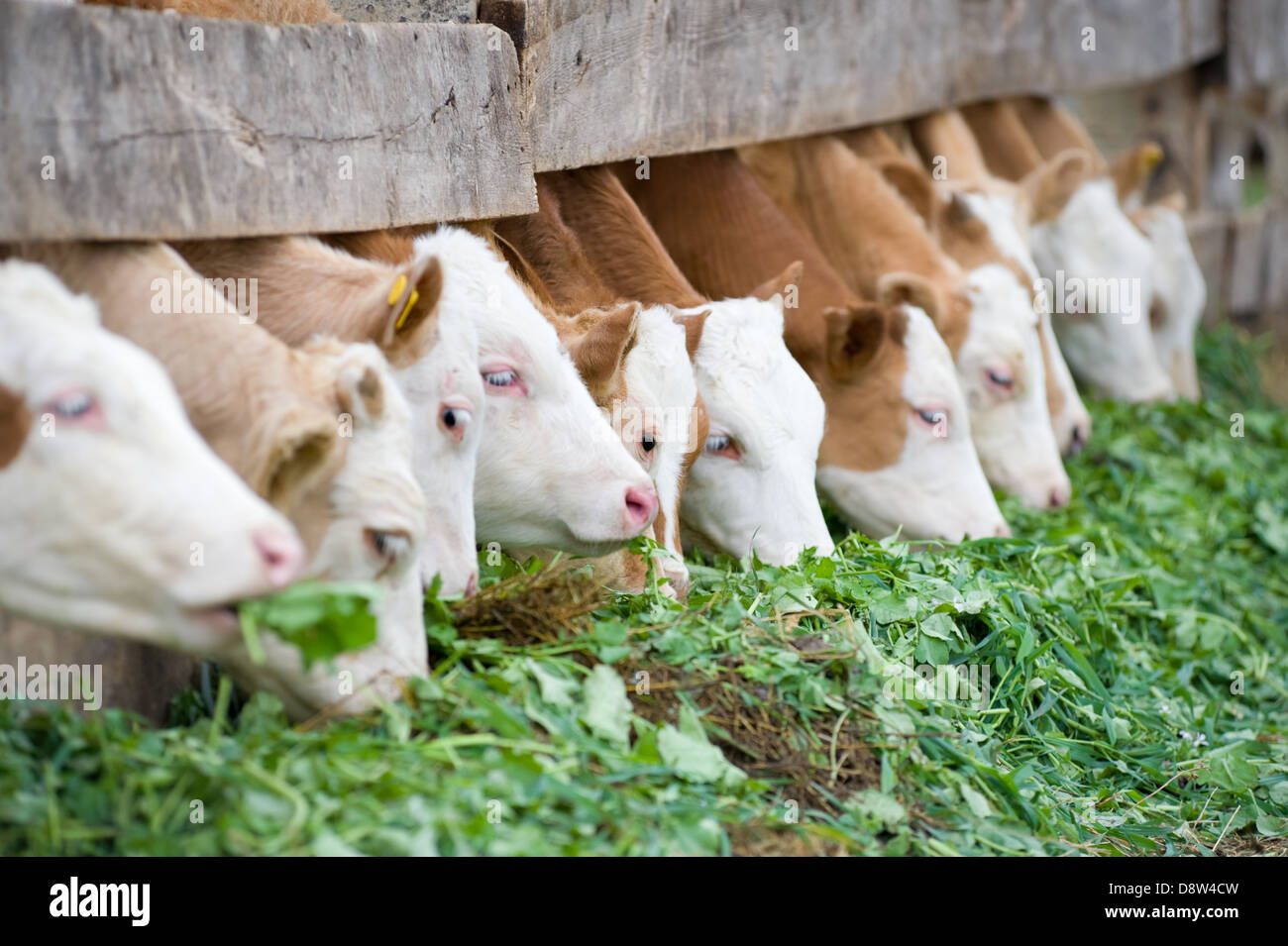 calves eating green rich fodder Stock Photo - Alamy