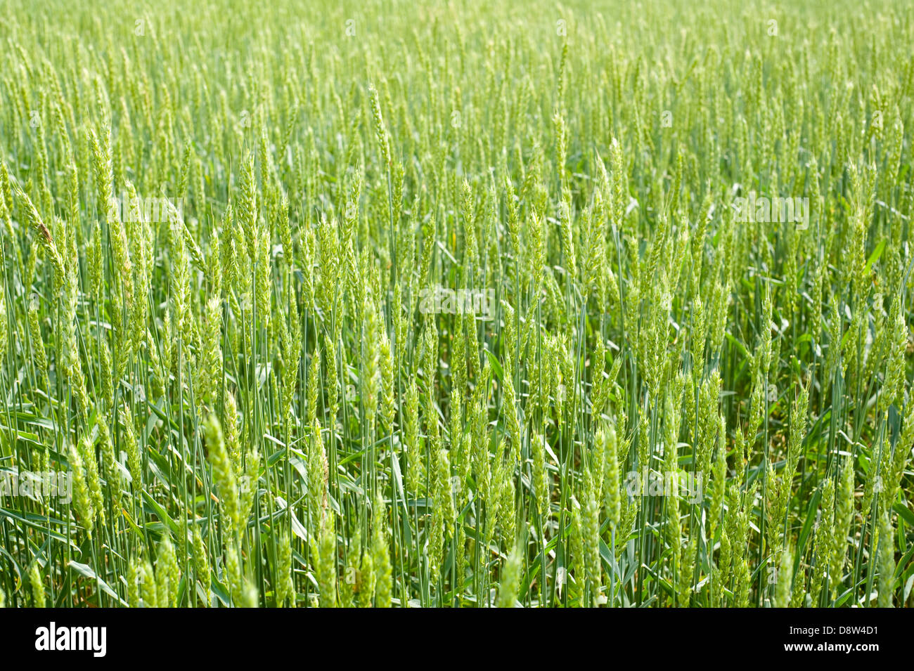 Wheat field production hi-res stock photography and images - Alamy