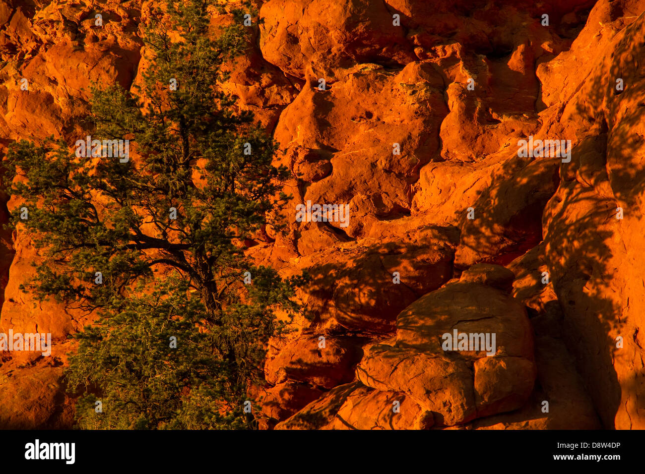 Juniper tree sunset hi-res stock photography and images - Alamy