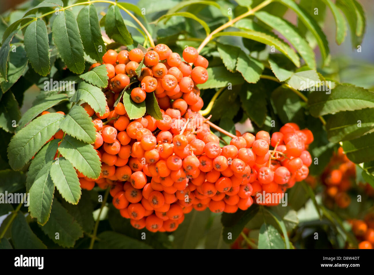 Ashberry tree hi-res stock photography and images - Alamy