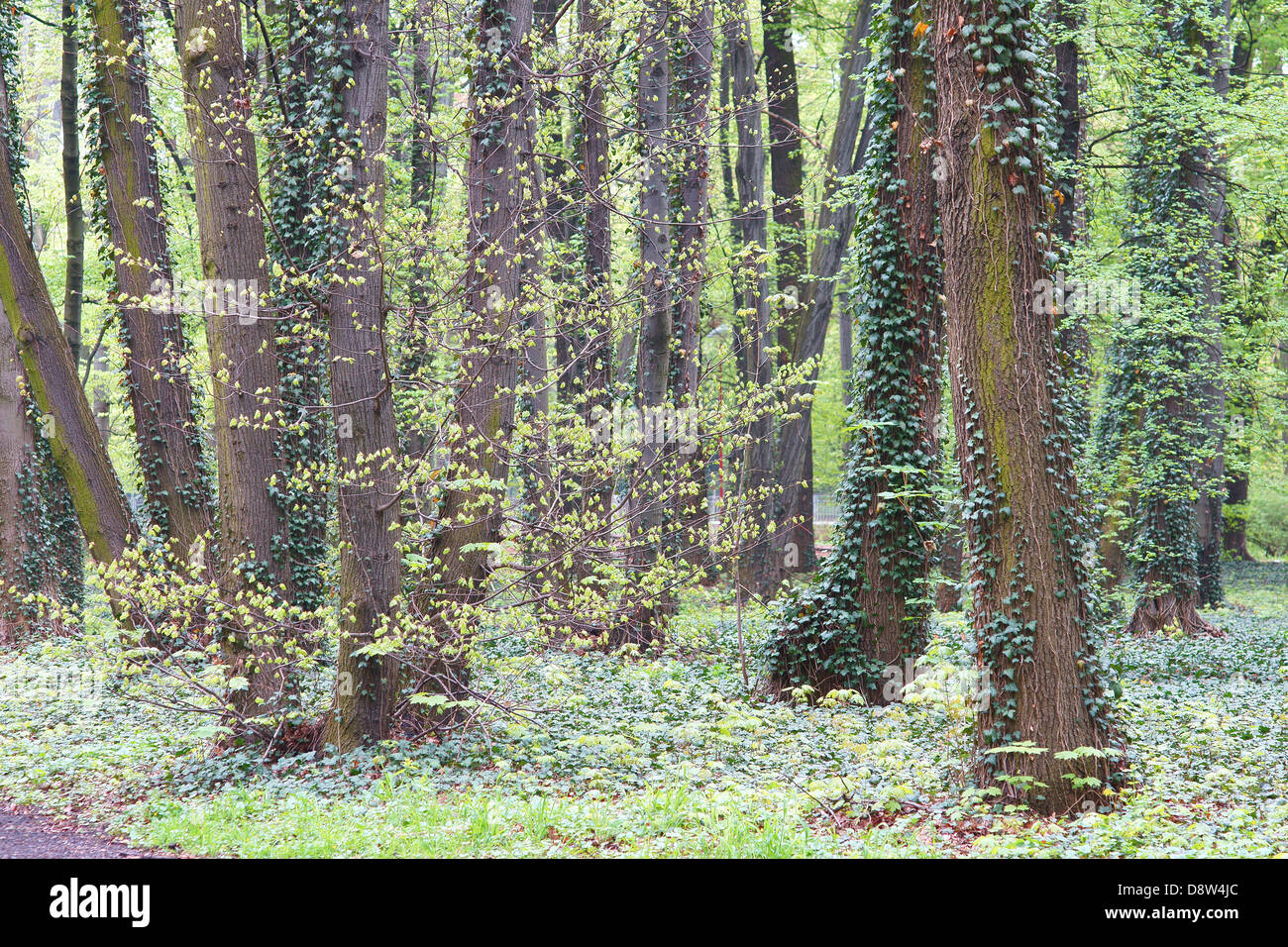 Spring with fresh green leaves hi-res stock photography and images - Alamy