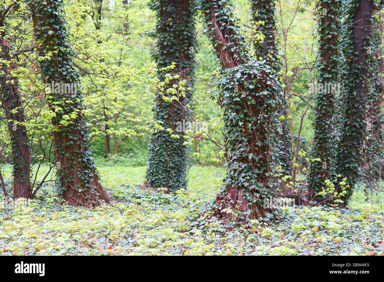 Spring forest fresh green leaves Stock Photo - Alamy