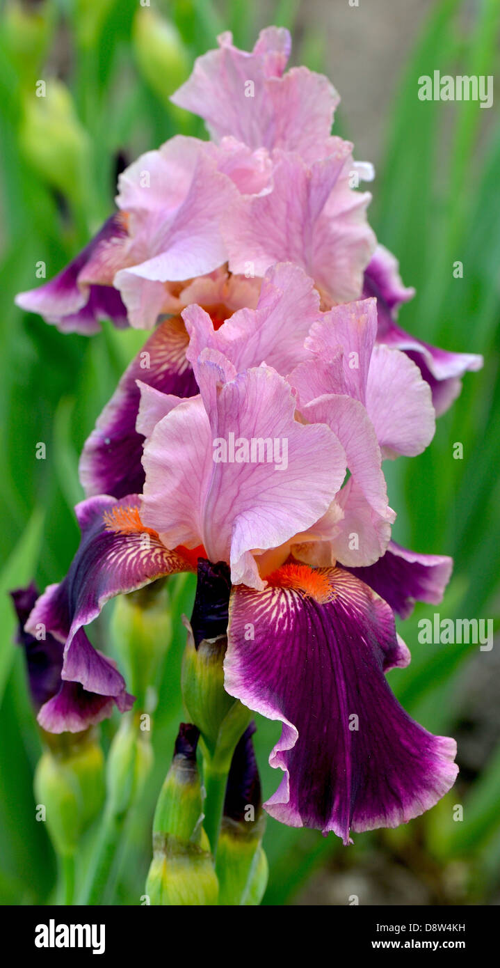 Pink and purple iris flowers Stock Photo - Alamy