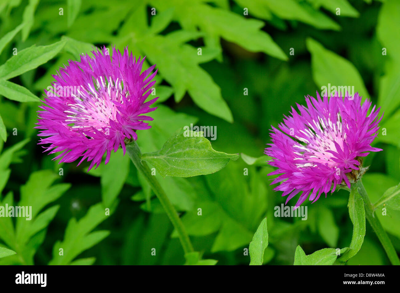 Purple cornflowers close up Centaurea dealbata Stock Photo - Alamy