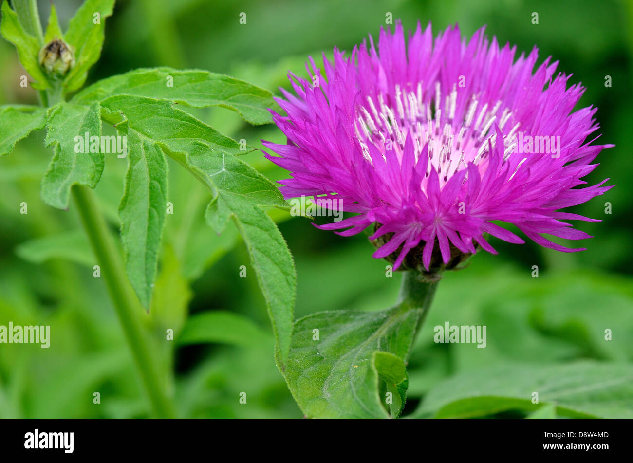 Purple cornflower close up Centaurea dealbata Stock Photo - Alamy