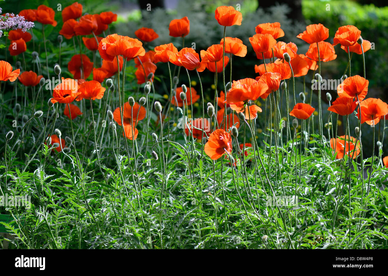 Red Poppies in full bloom Papaver somniferum Stock Photo - Alamy