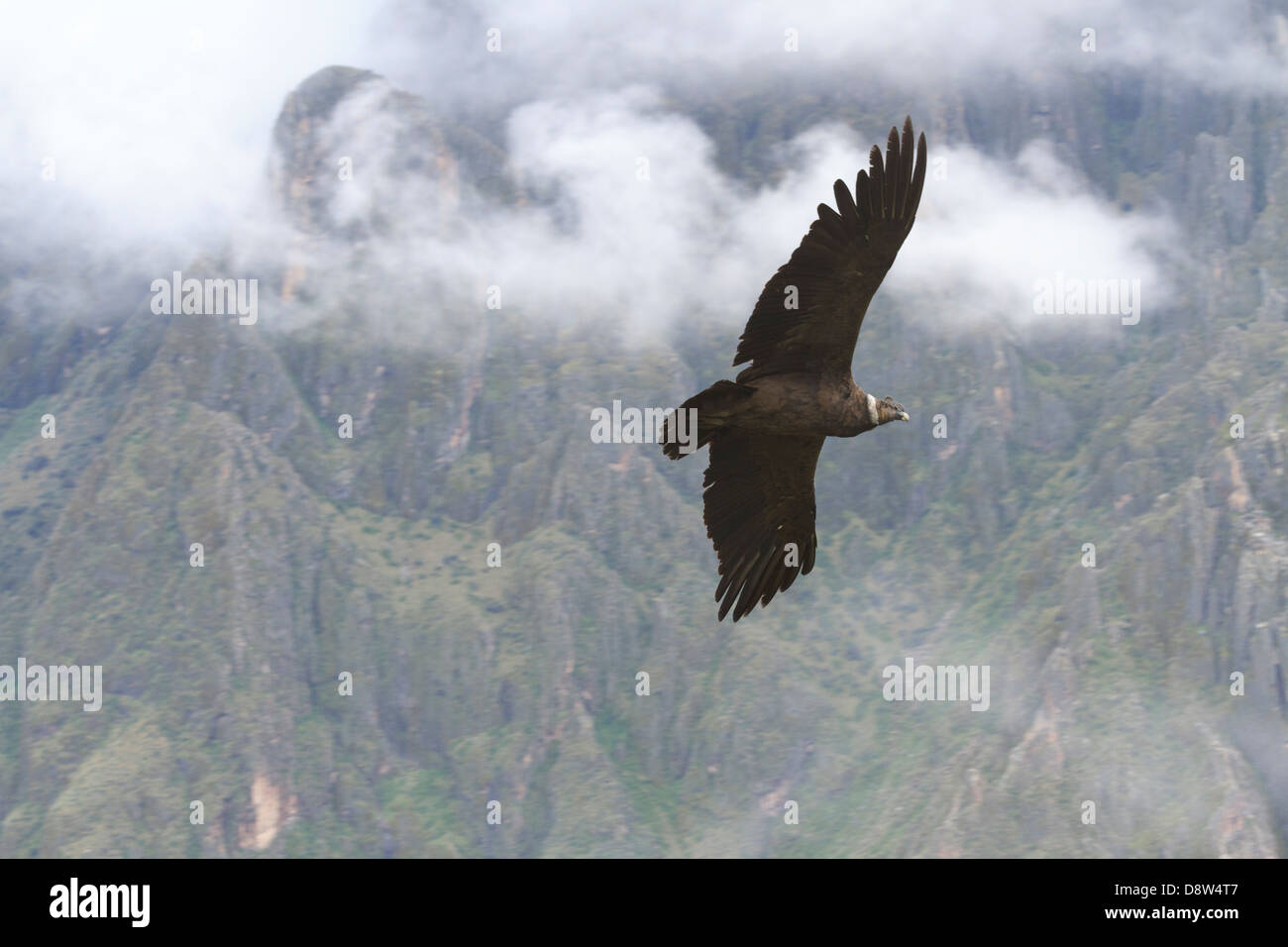 An Andean Condor soars over southern Peru's Colca Canyon, Peru Stock ...