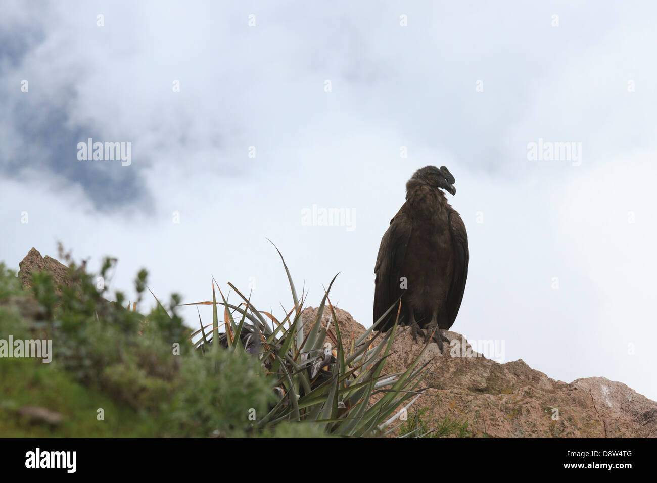 An Andean Condor soars over southern Peru's Colca Canyon, Peru Stock ...