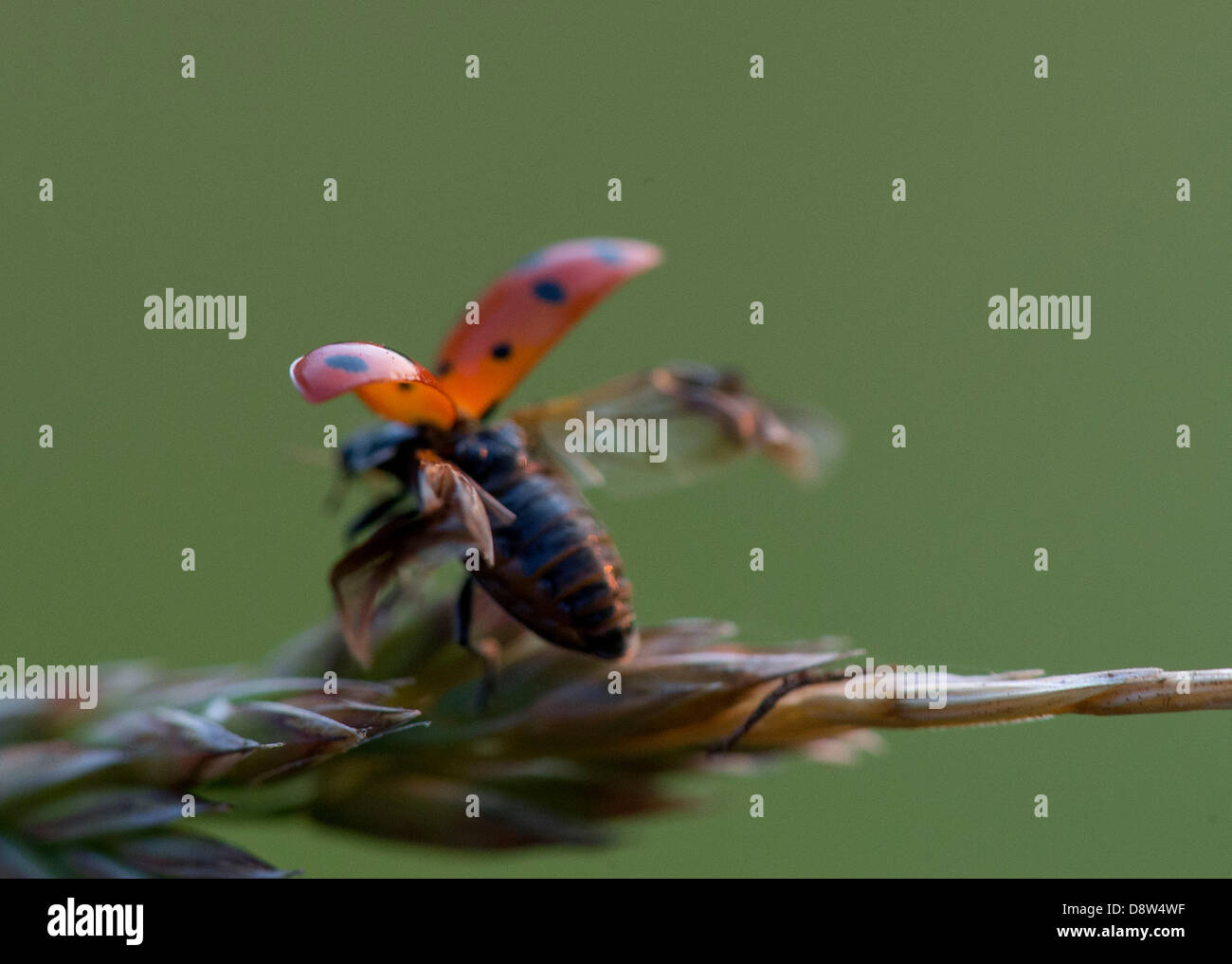 Ladybird spreads its wings hi-res stock photography and images - Alamy