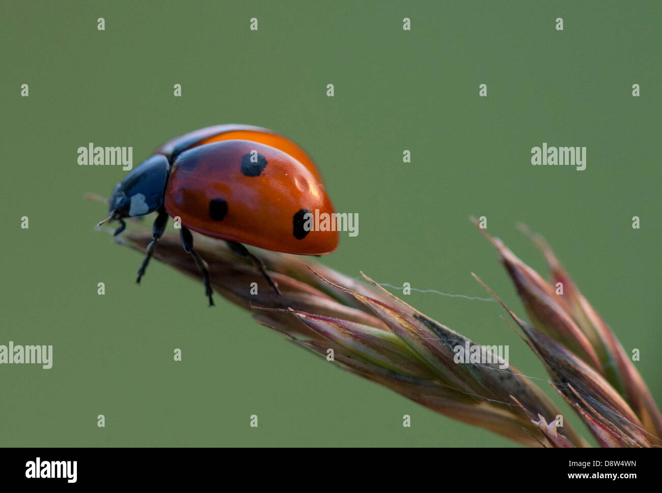 Ladyclock hi-res stock photography and images - Alamy