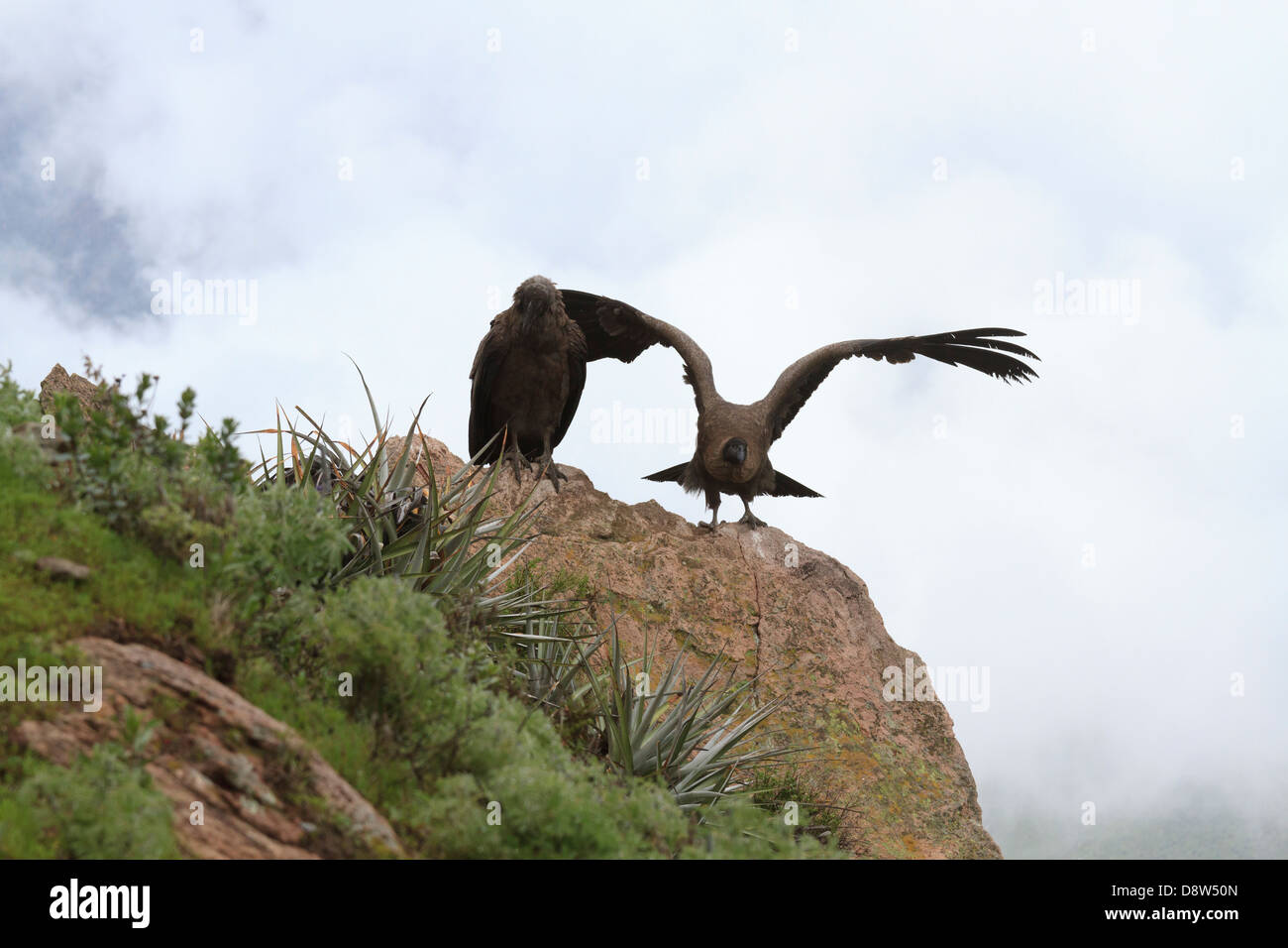 An Andean Condor soars over southern Peru's Colca Canyon, Peru Stock ...